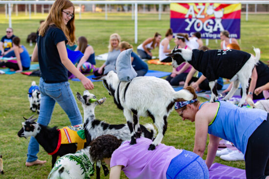 Baby *goat* Shark and Alpaca Yoga 7pm 7/5 - Arizona Goat Yoga